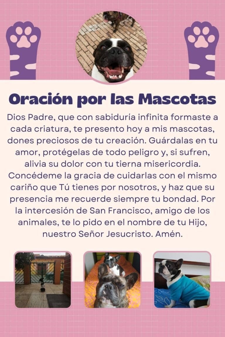 Oración de Protección por las Mascotas: Pide a Dios por tus Fieles ...